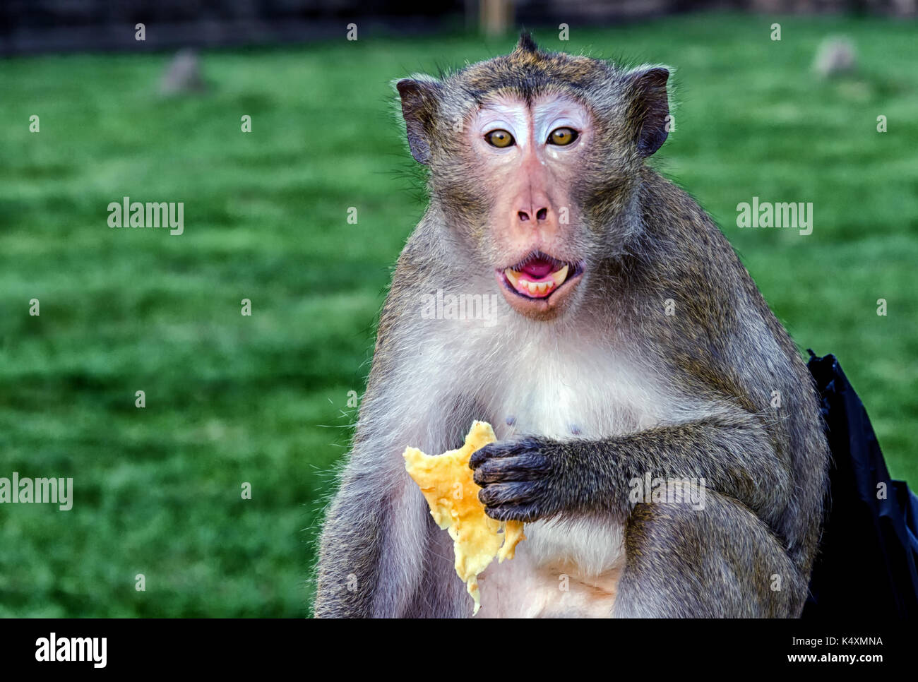 Cambodian long-tail monkey Stock Photo - Alamy