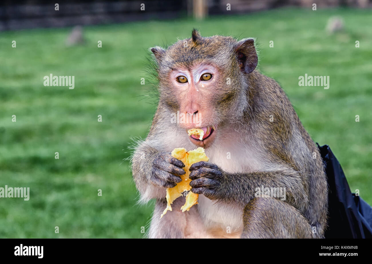 Cambodian long-tail monkey Stock Photo - Alamy