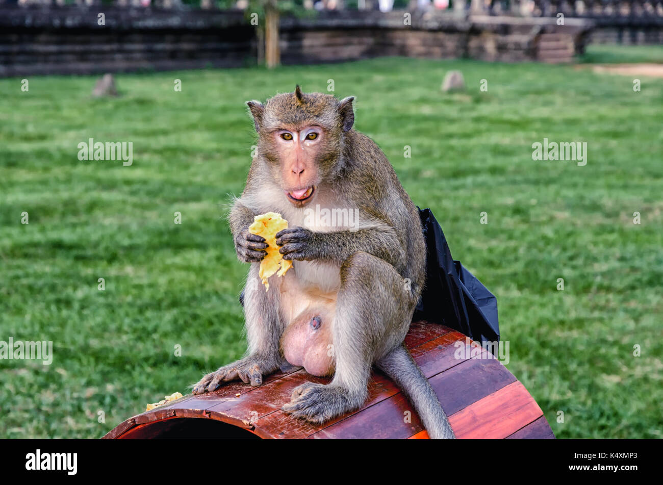 Cambodian long-tail monkey Stock Photo - Alamy