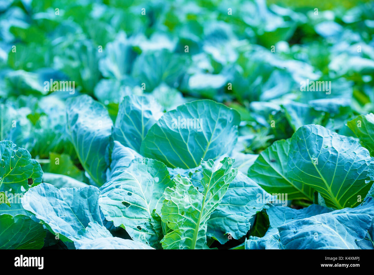 Rows of cabbage on a field. Blur background Stock Photo - Alamy