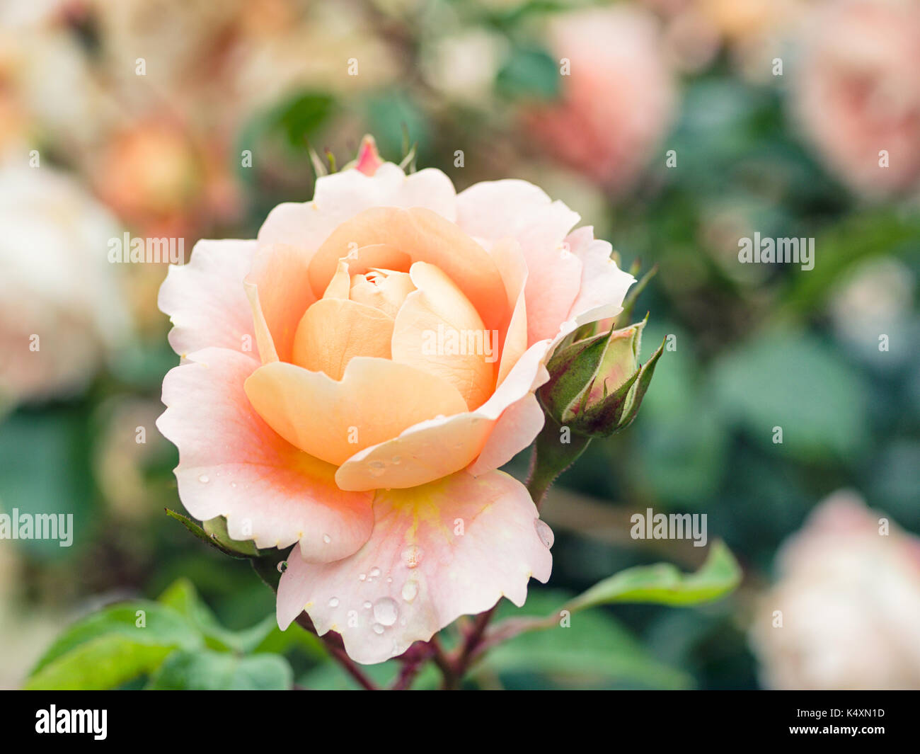 summer rose flower Stock Photo - Alamy