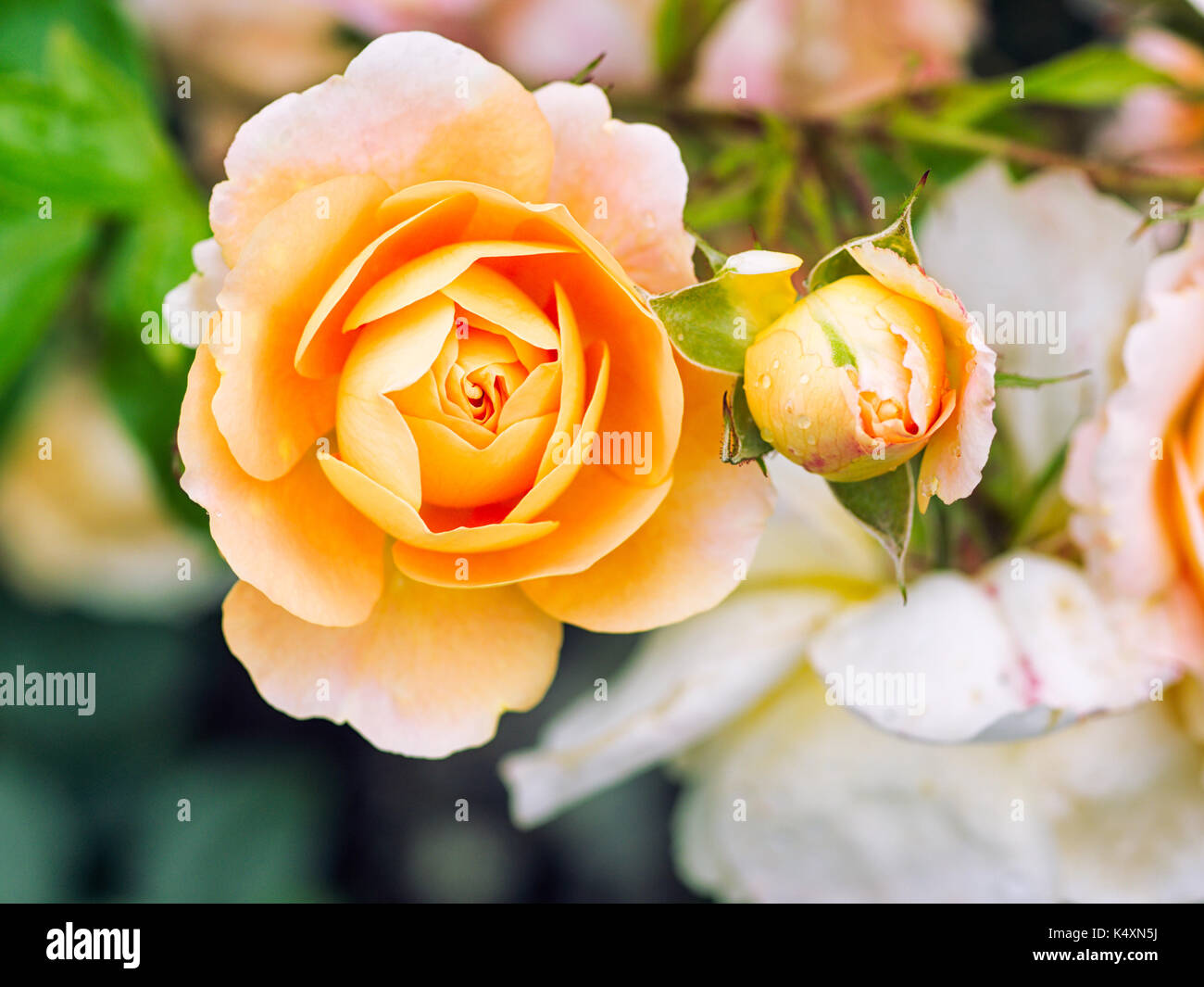 summer rose flower Stock Photo - Alamy