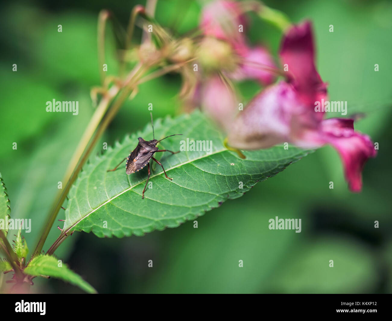little bugs in green leaf Stock Photo - Alamy