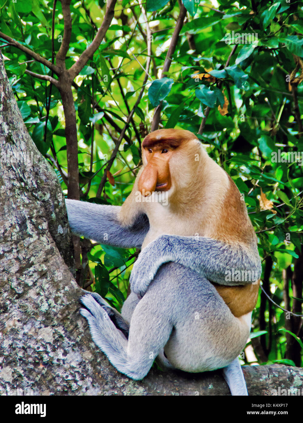 Proboscis Monkeys Brunei Stock Photos & Proboscis Monkeys Brunei Stock ...