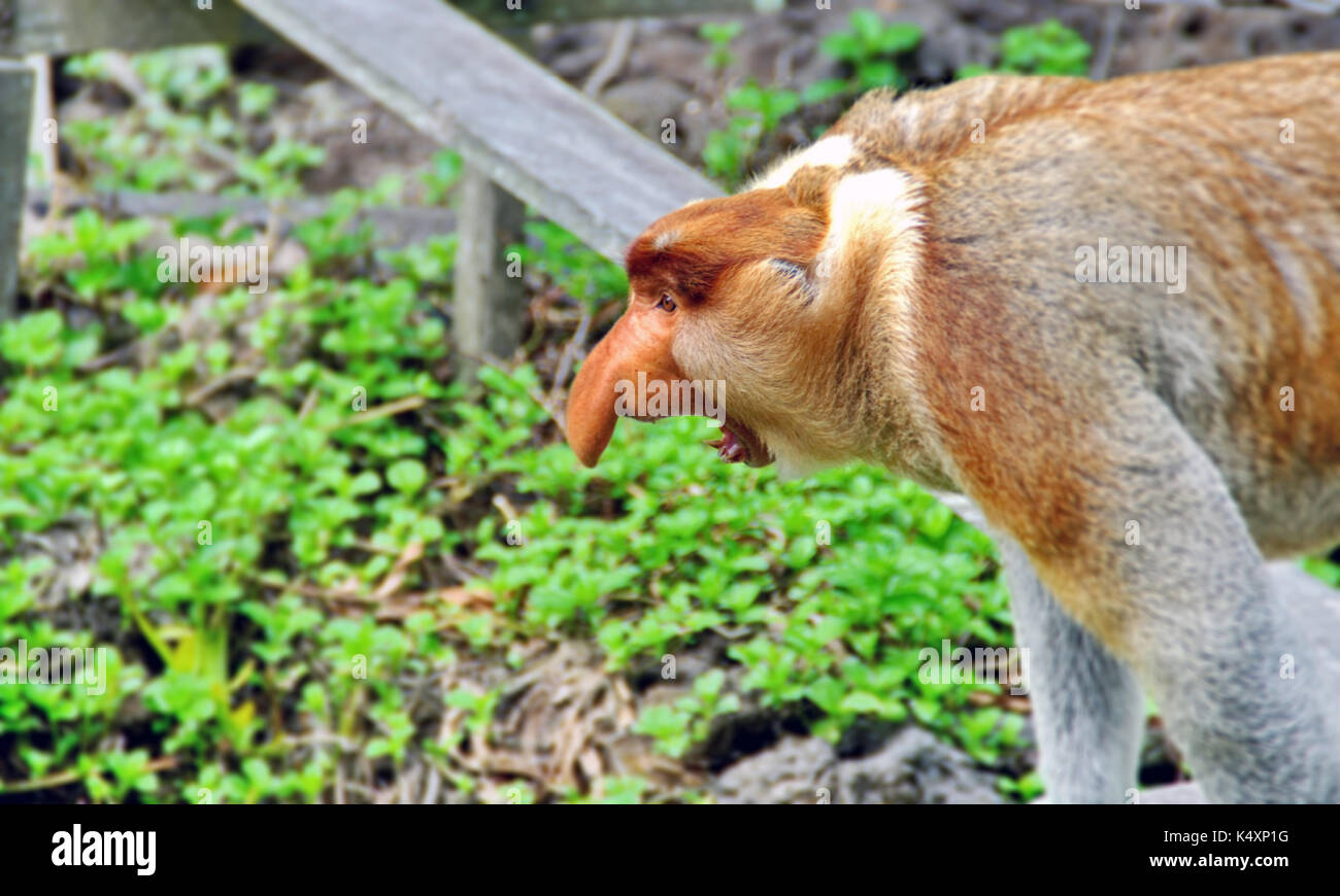 Proboscis Monkeys Brunei Stock Photos & Proboscis Monkeys Brunei Stock ...
