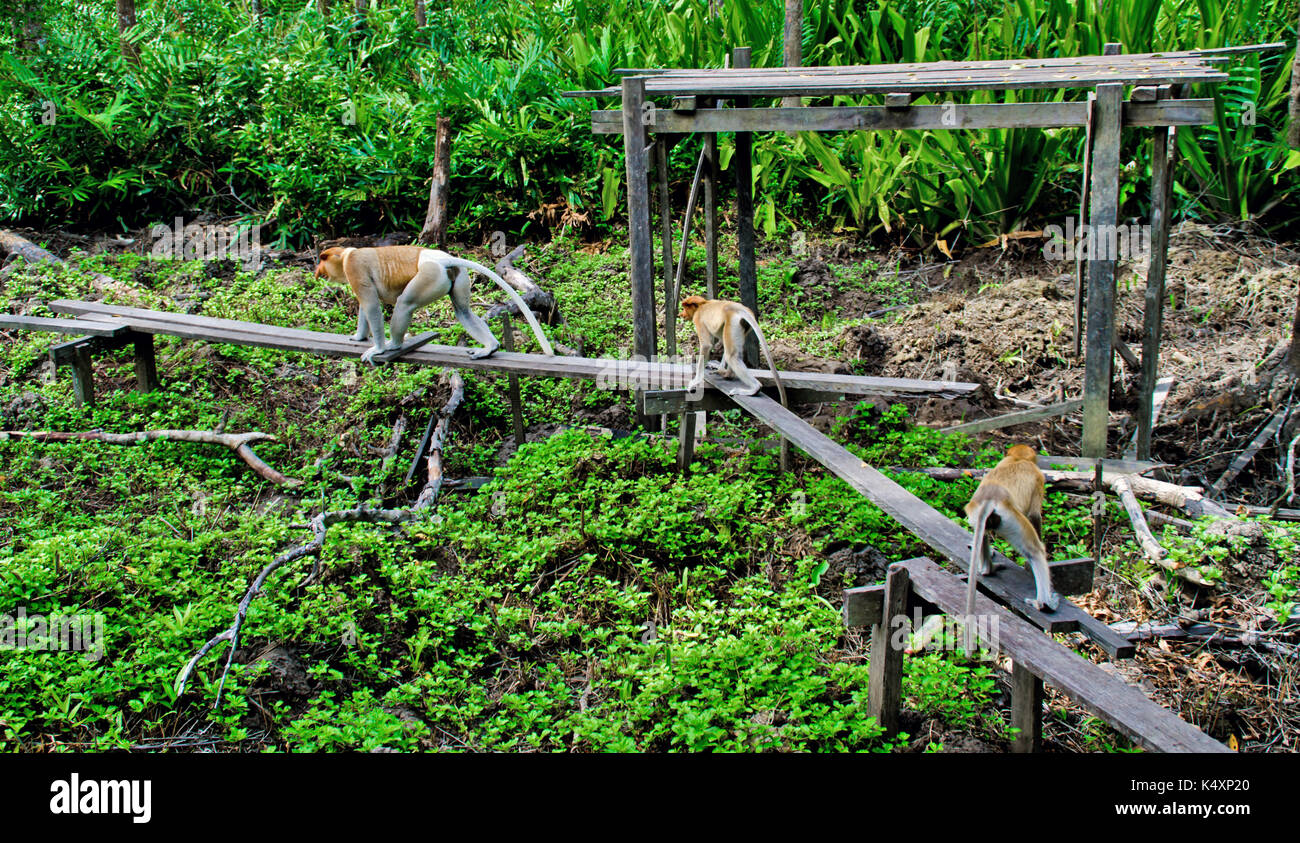 Proboscis monkeys brunei hi-res stock photography and images - Alamy