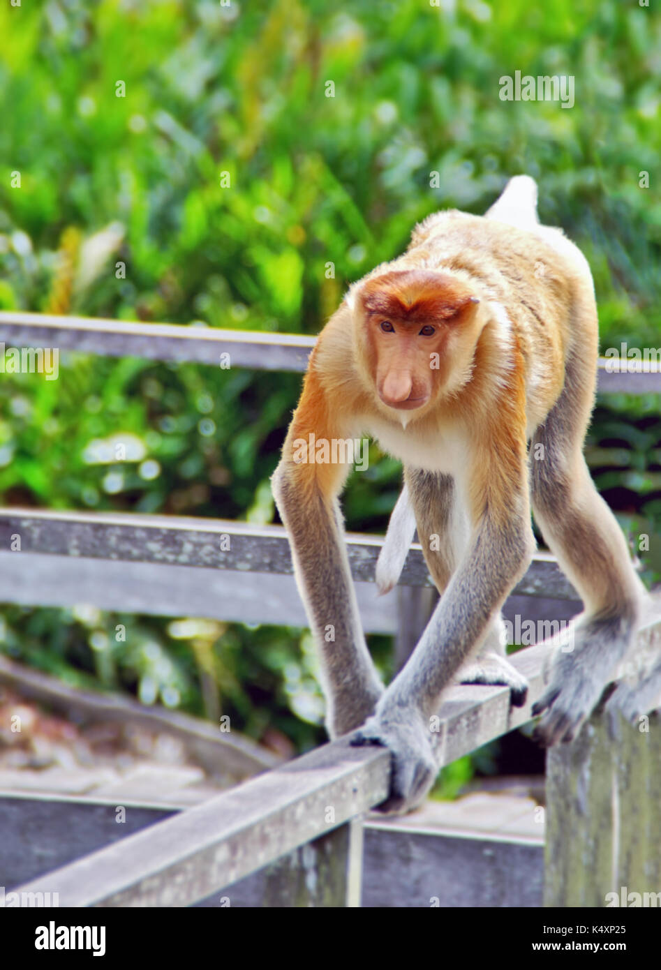 Proboscis monkeys brunei hi-res stock photography and images - Alamy