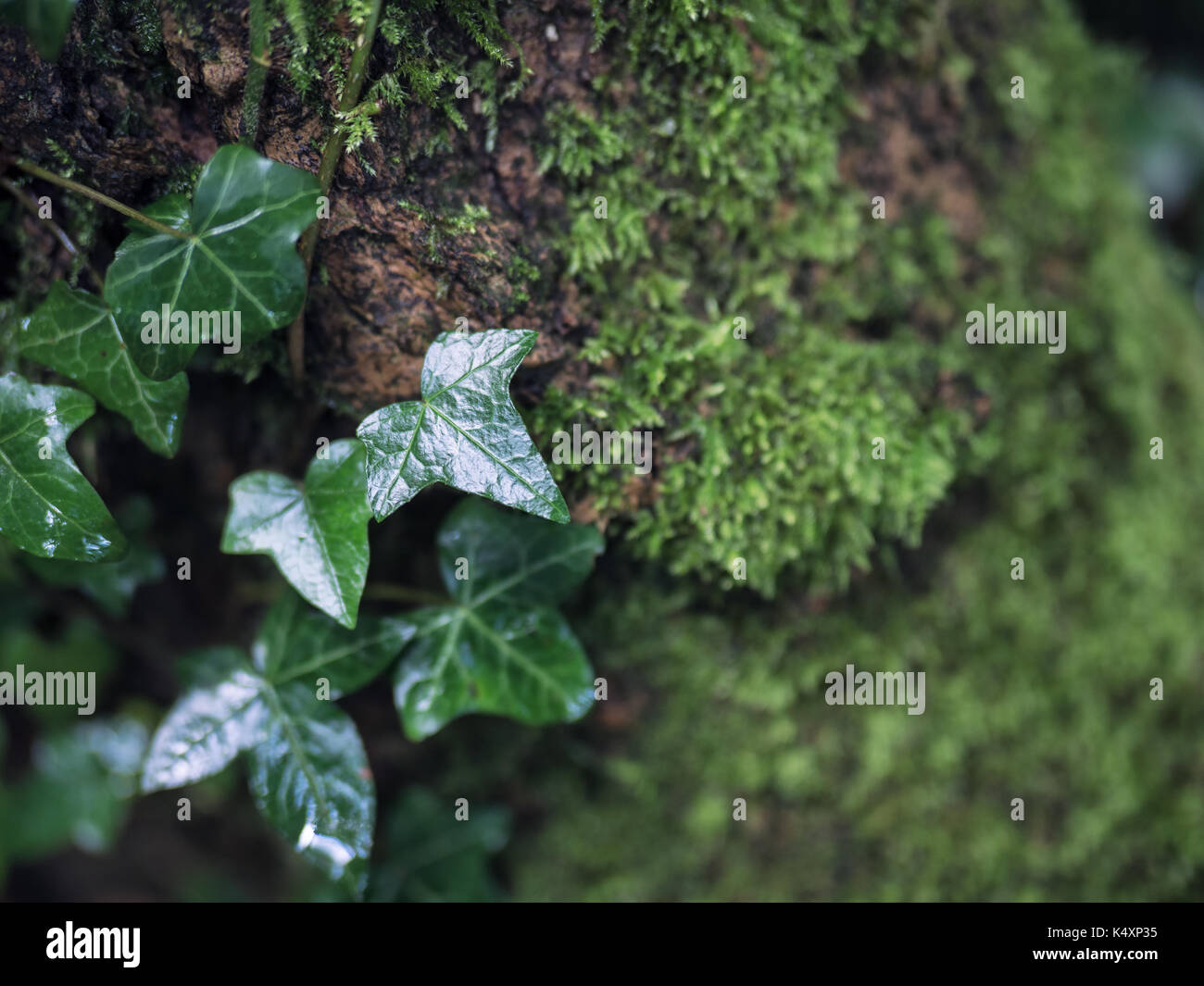 Common ivy on an old tree hi-res stock photography and images - Alamy