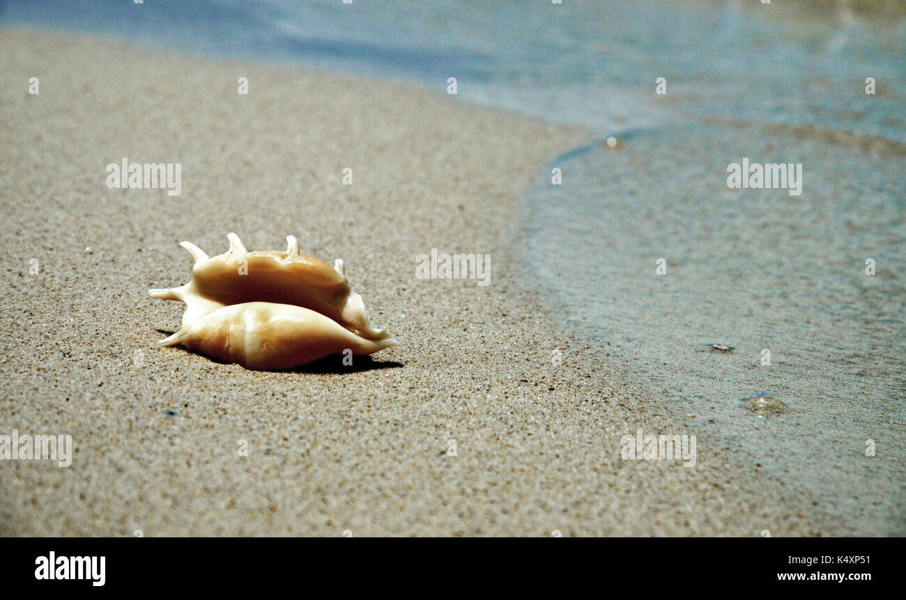 Shell on the beach Stock Photo - Alamy