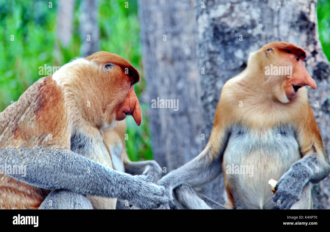 Proboscis monkeys brunei hi-res stock photography and images - Alamy