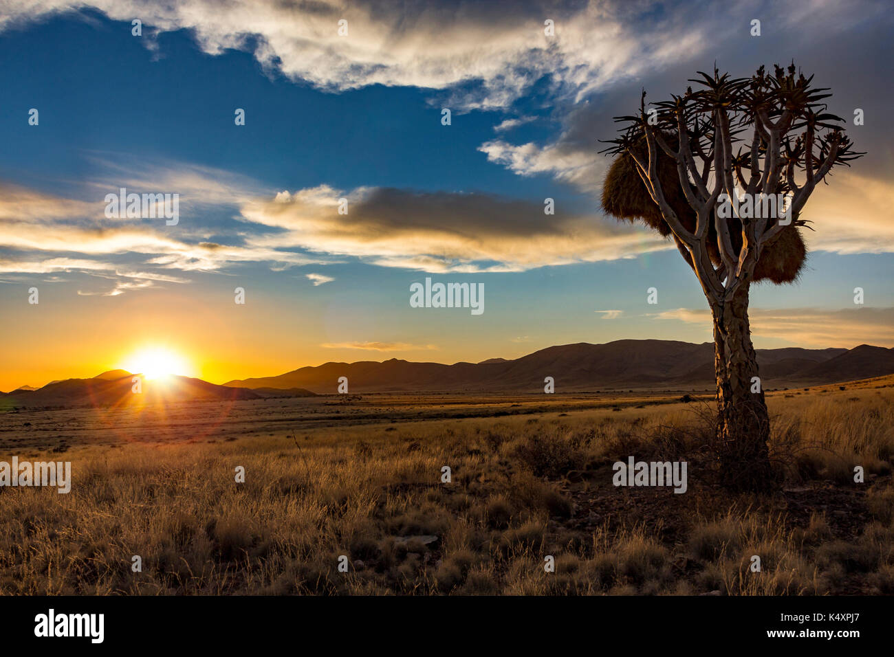 Sunset in Namibia with Quiver tree in the foreground Stock Photo - Alamy
