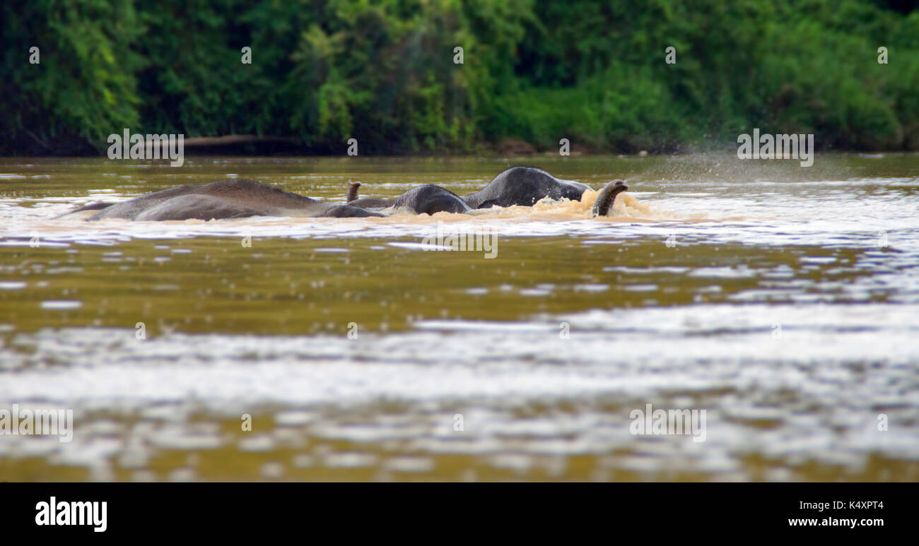 A life in a Kinabatangan river Stock Photo - Alamy