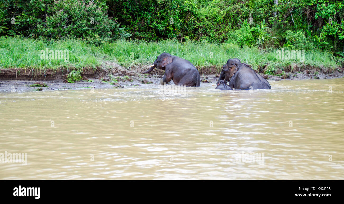 A life in a Kinabatangan river Stock Photo - Alamy