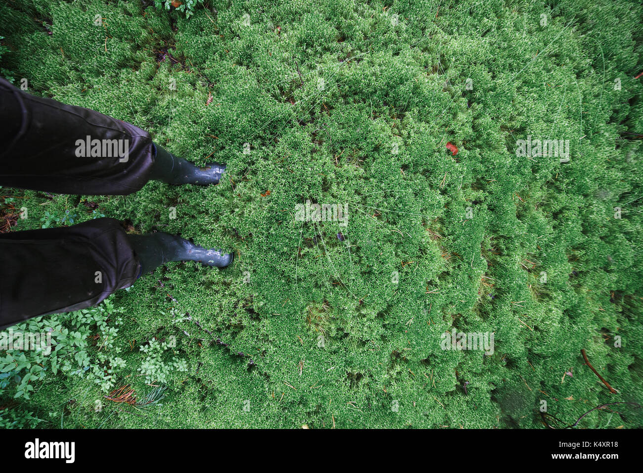Male feet in rubber boots in thick moss Stock Photo - Alamy