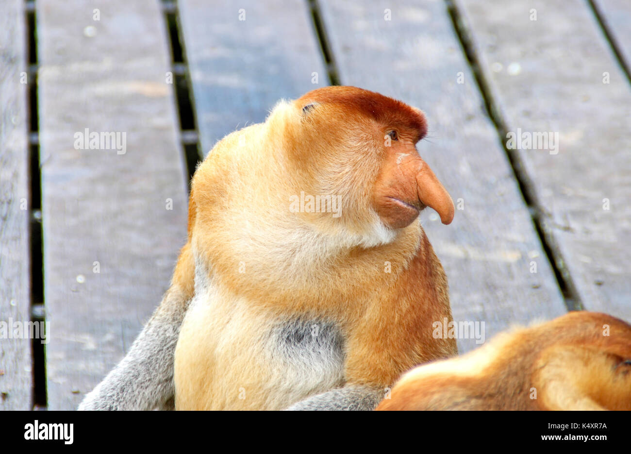 Proboscis monkeys brunei hi-res stock photography and images - Alamy