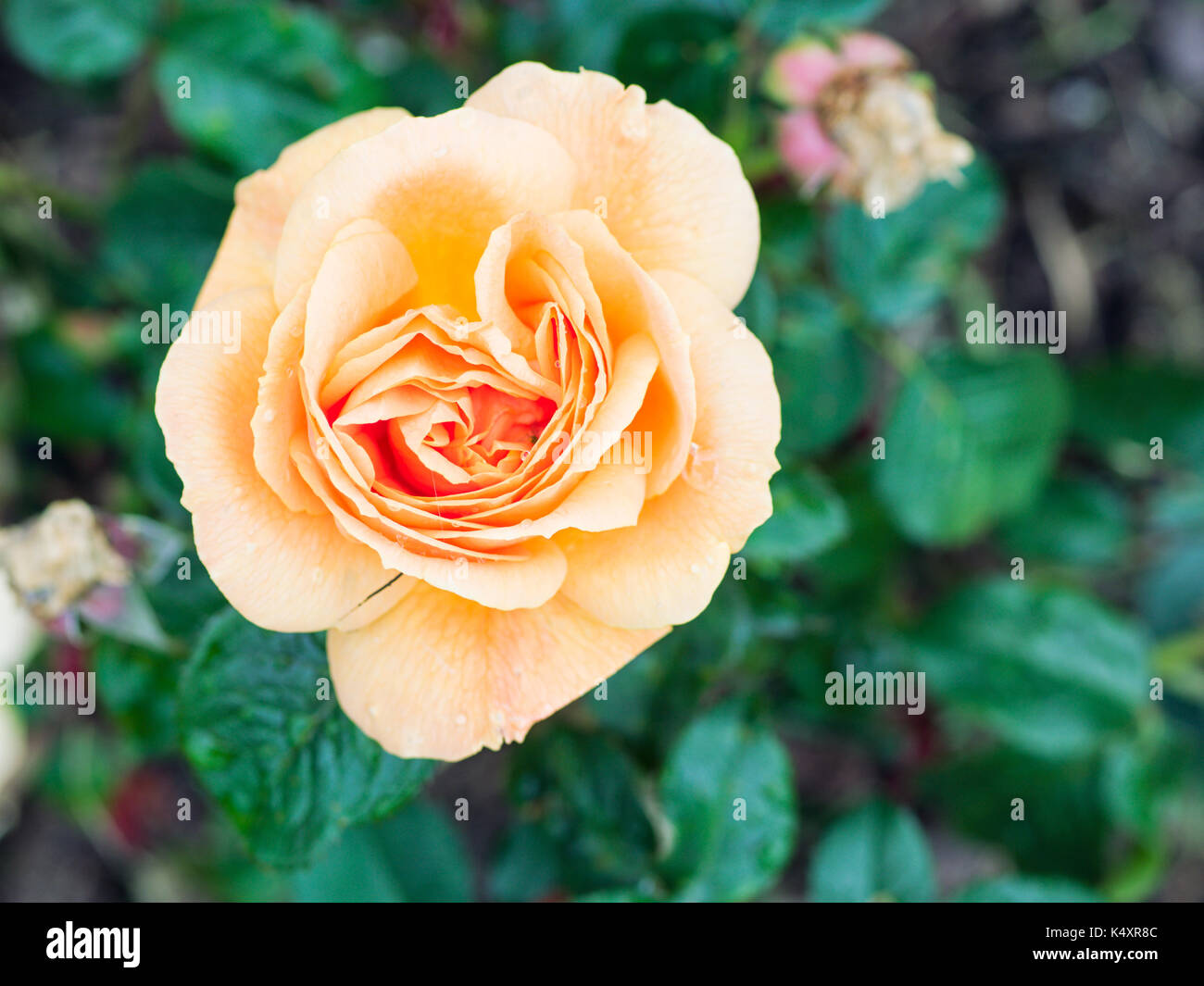summer rose flower Stock Photo - Alamy