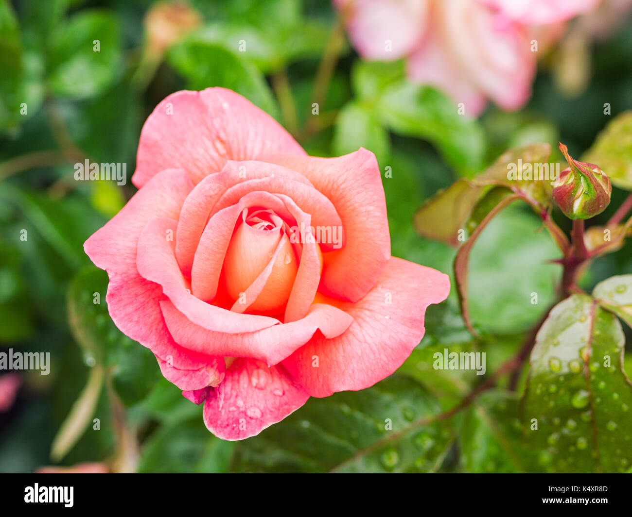 summer rose flower Stock Photo - Alamy