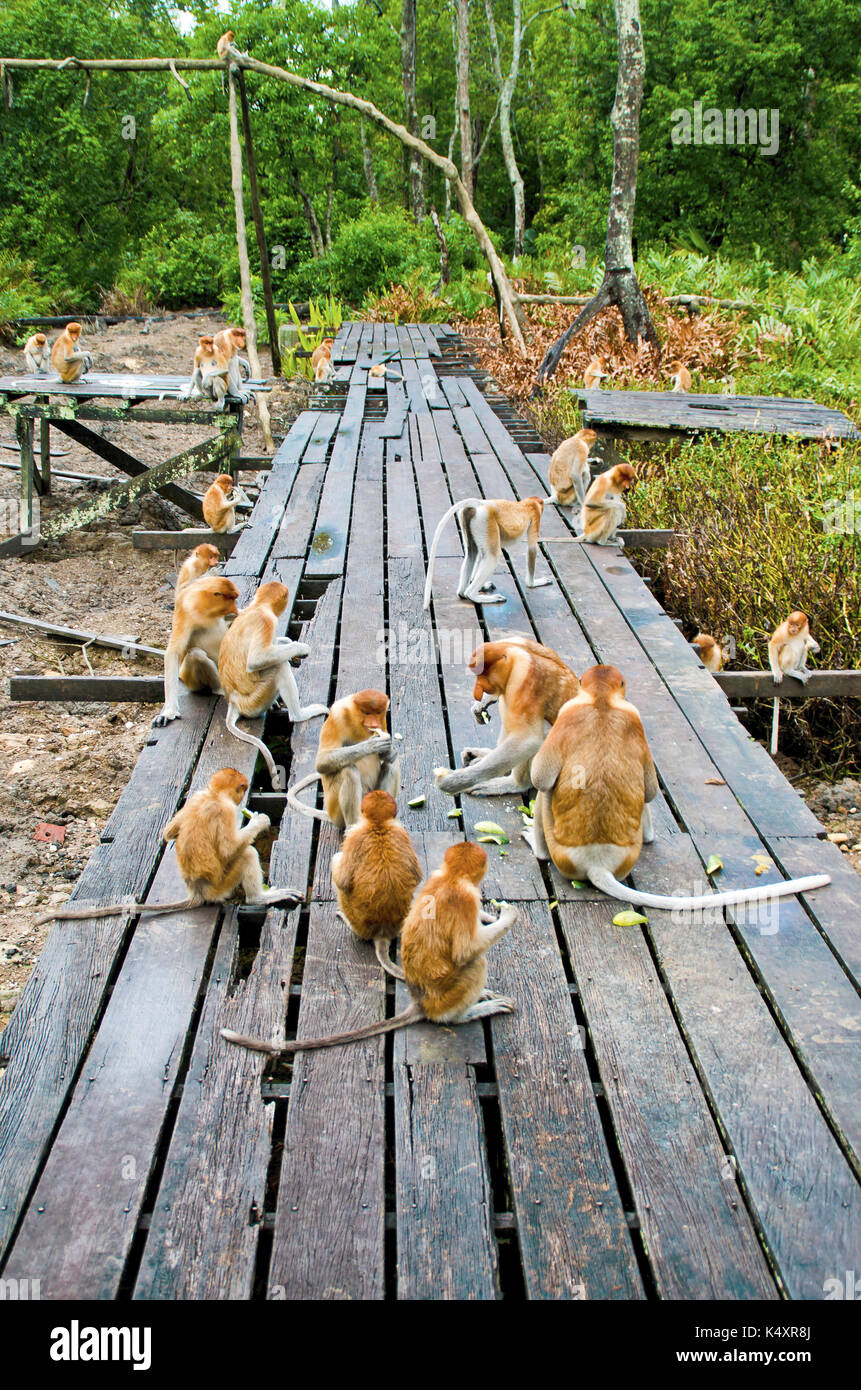 Proboscis Monkeys Brunei High Resolution Stock Photography and Images ...