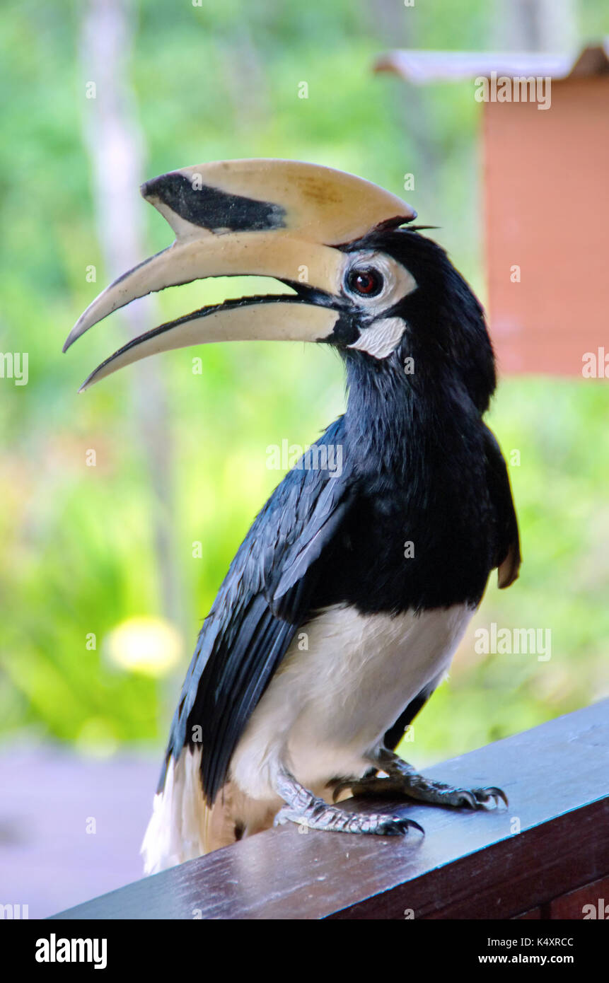 Great indian hornbills hi-res stock photography and images - Alamy