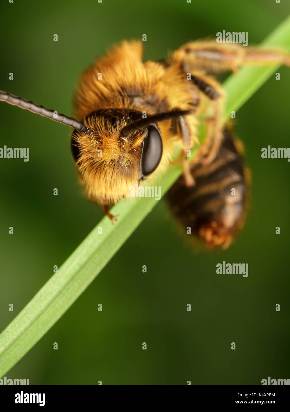 Mining bees uk grass hi-res stock photography and images - Alamy