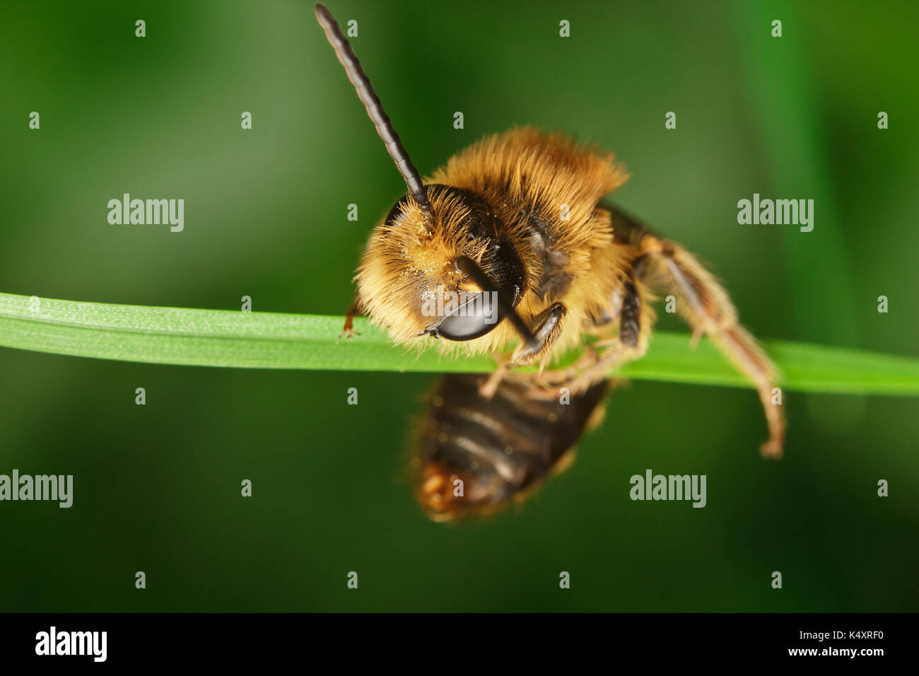 Miner bees hi-res stock photography and images - Alamy