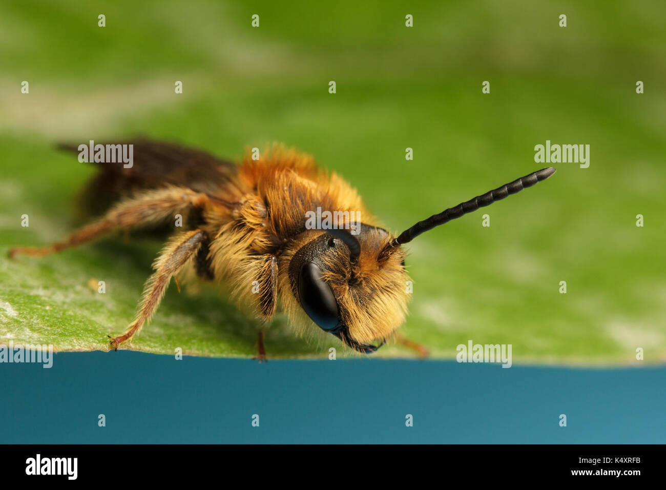 Miner bees hi-res stock photography and images - Alamy
