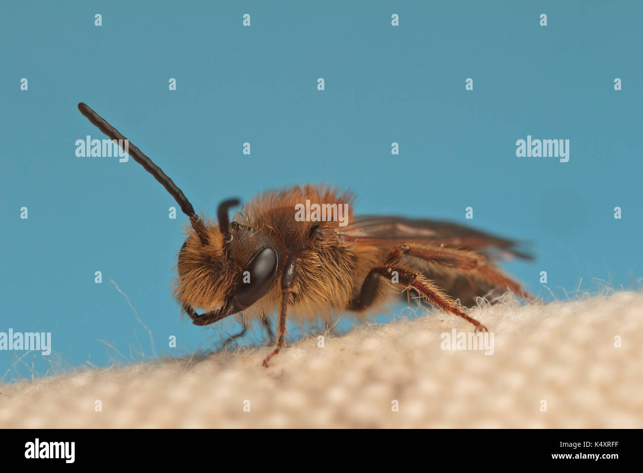 Mining bee portrait hi-res stock photography and images - Alamy
