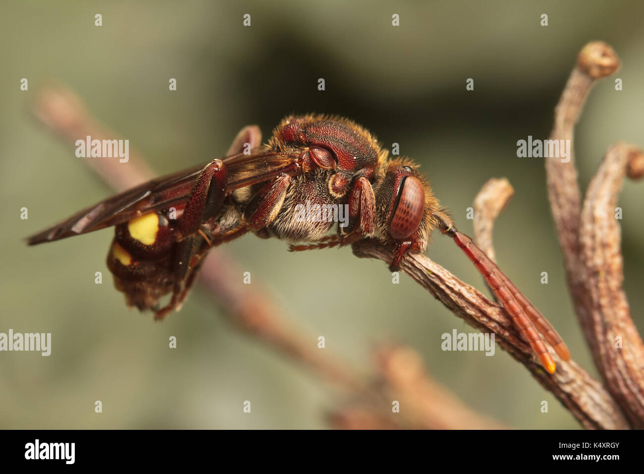 Sleeping bee hi-res stock photography and images - Alamy