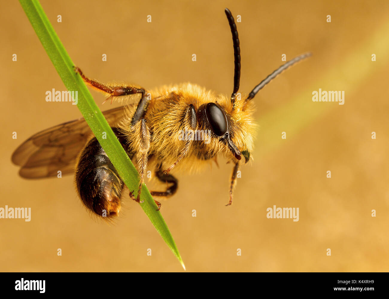 Mining bees uk grass hi-res stock photography and images - Alamy