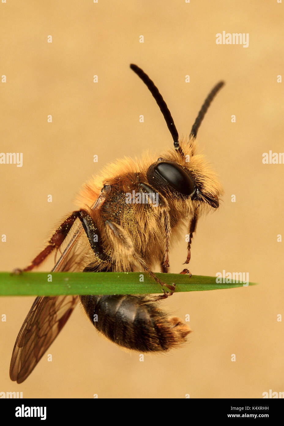 Mining bees uk grass hi-res stock photography and images - Alamy
