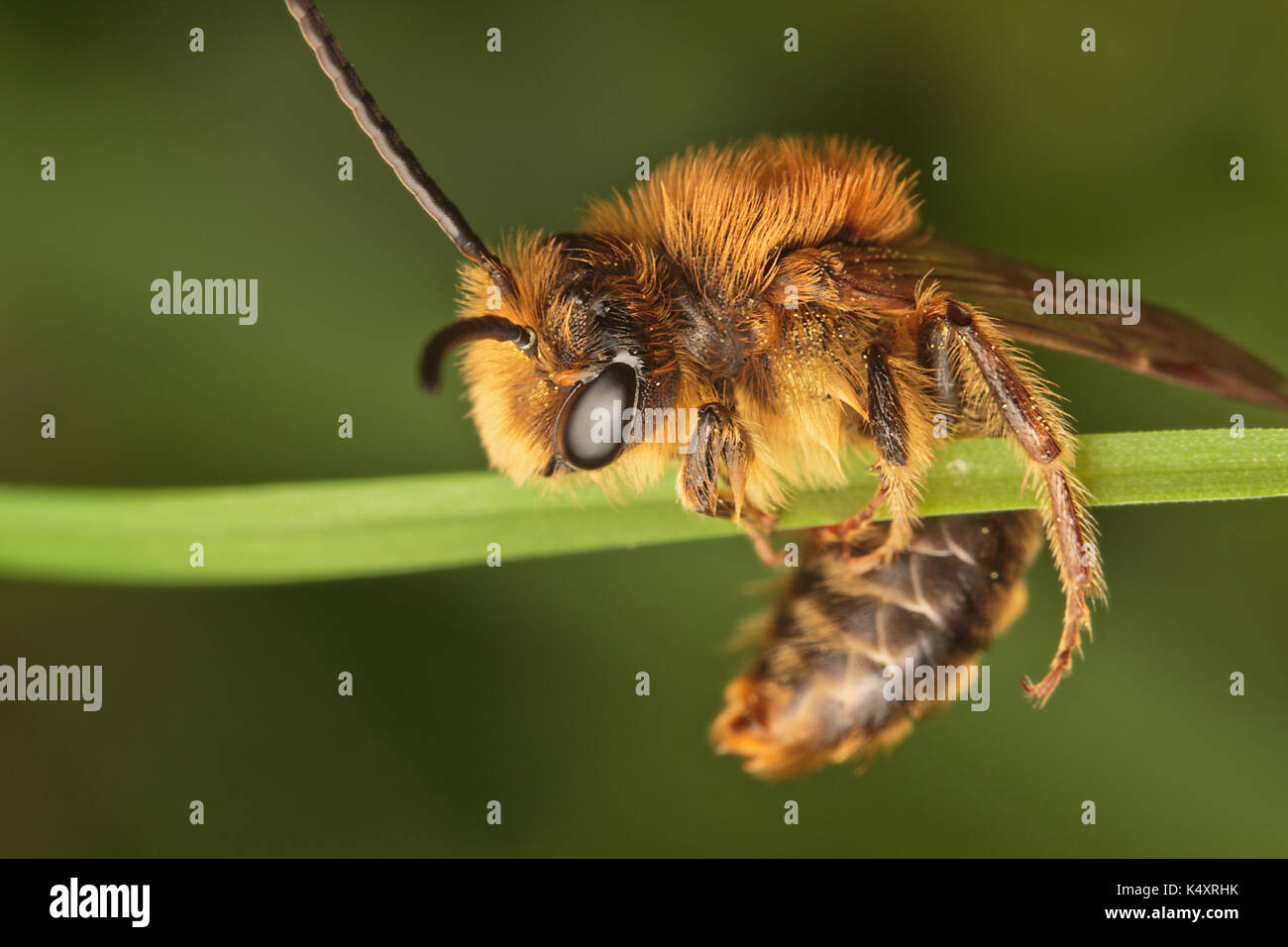 Mining bees uk grass hi-res stock photography and images - Alamy