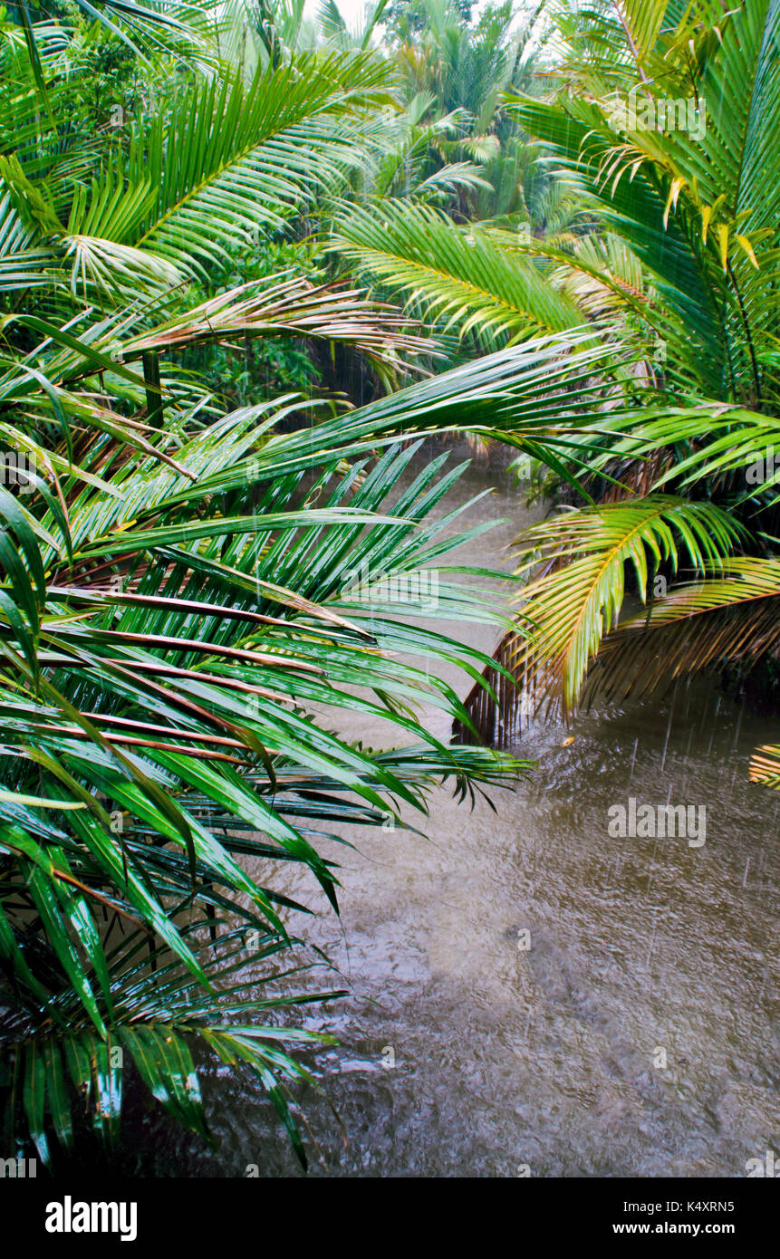 A tropical rain on Borneo Stock Photo - Alamy