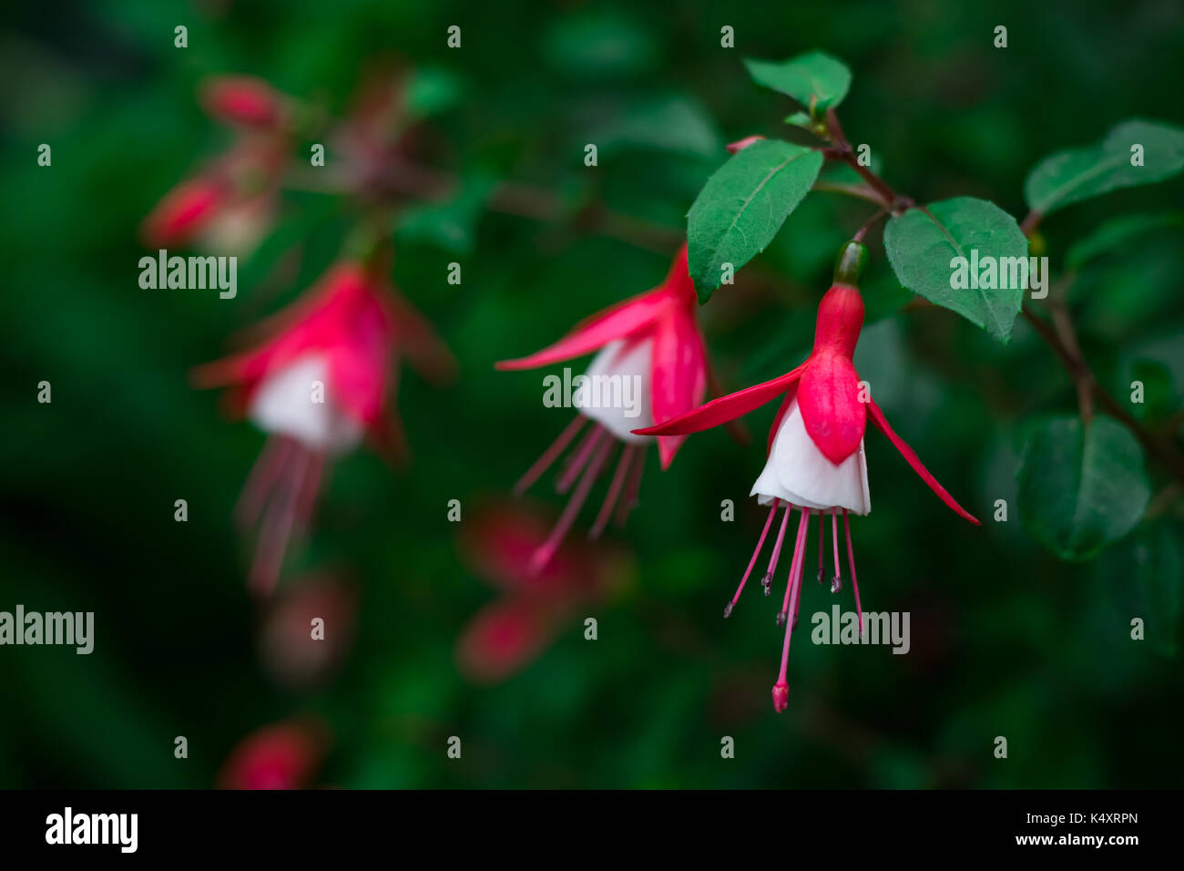 All white fuchsia flower hi-res stock photography and images - Alamy