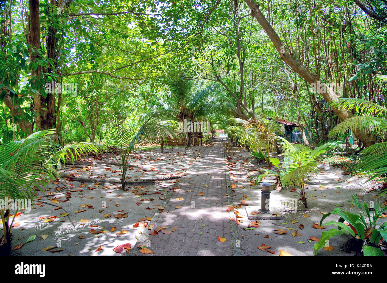 Turtle island Selingan Stock Photo - Alamy