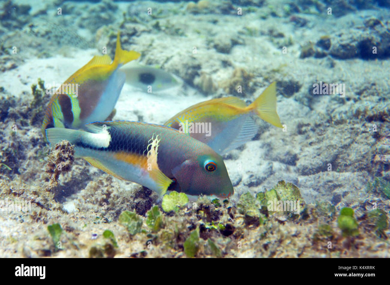 The underwater world of the Sulu Sea Stock Photo - Alamy