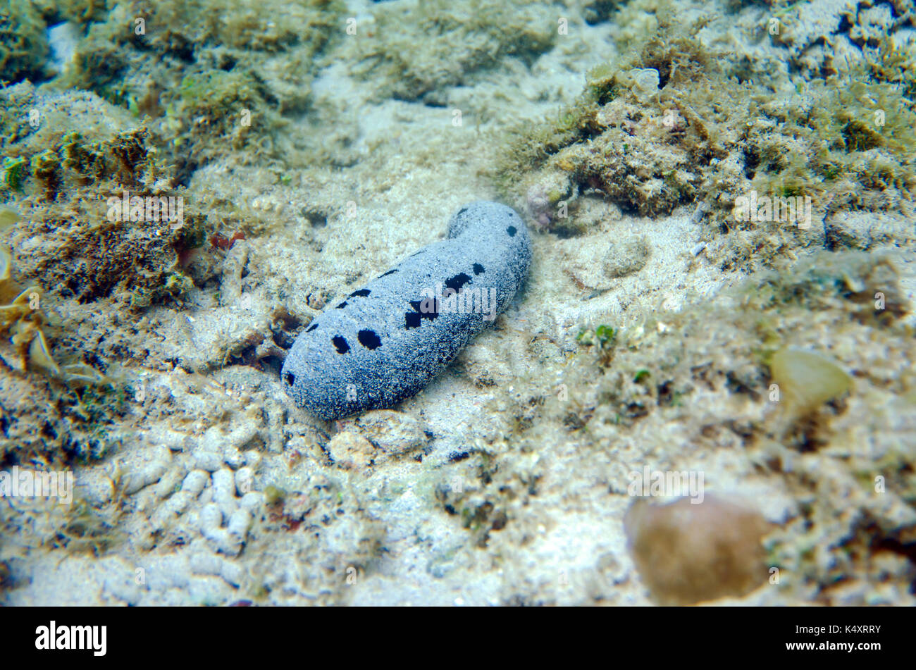 The underwater world of the Sulu Sea Stock Photo - Alamy
