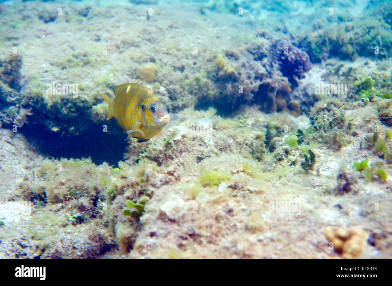 The underwater world of the Sulu Sea Stock Photo - Alamy