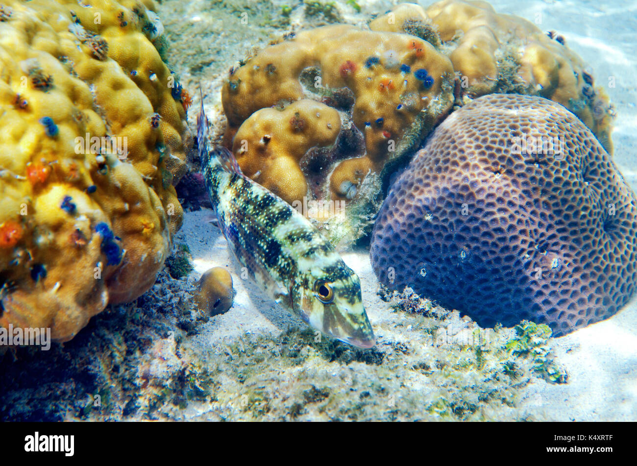 The underwater world of the Sulu Sea Stock Photo - Alamy