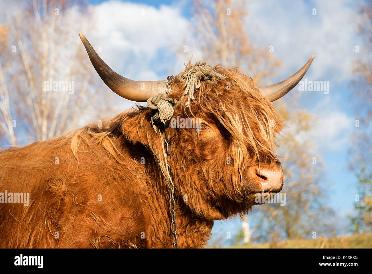 Beautiful bull hi-res stock photography and images - Alamy