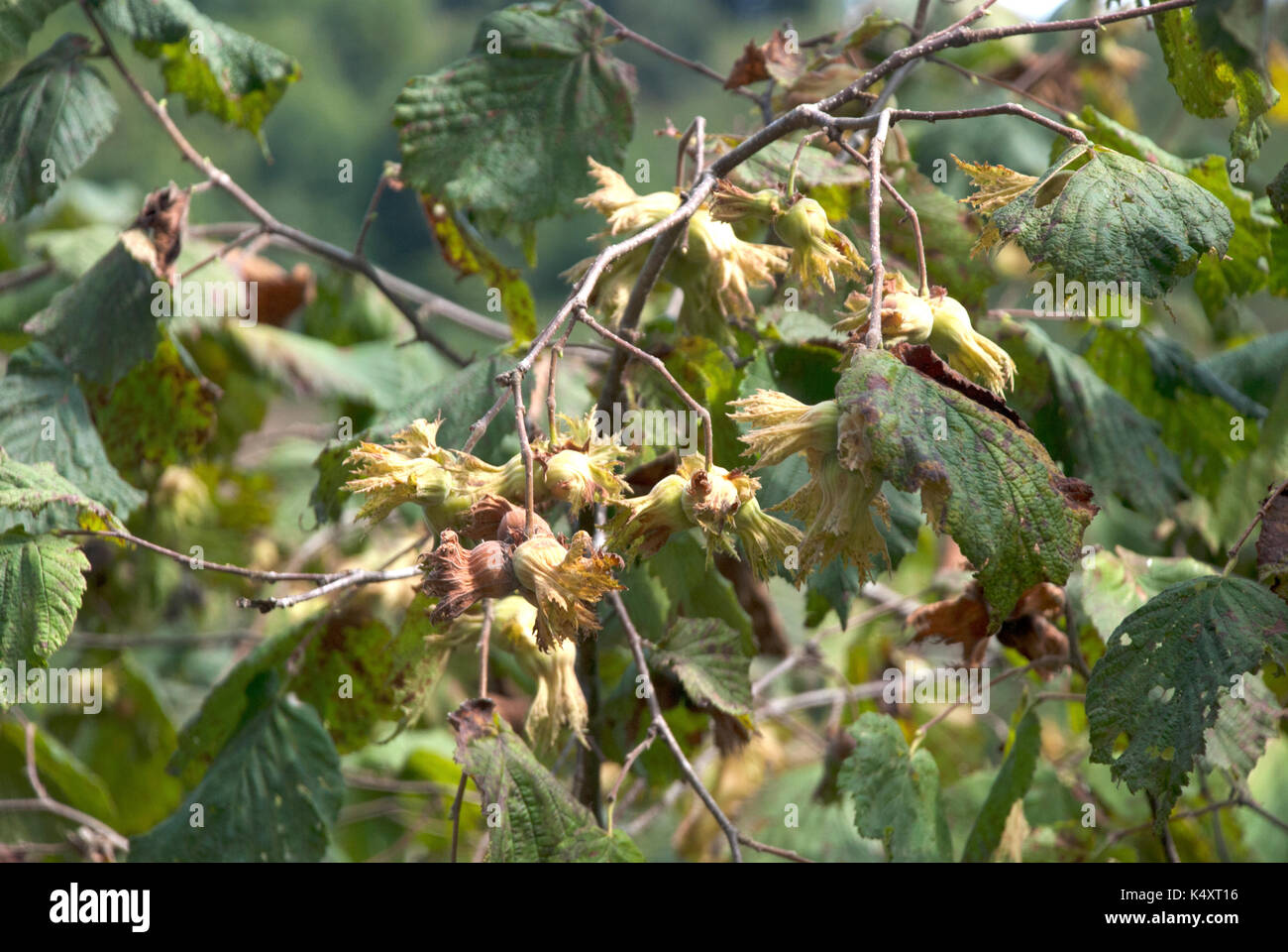 Arka planlar hi-res stock photography and images - Alamy