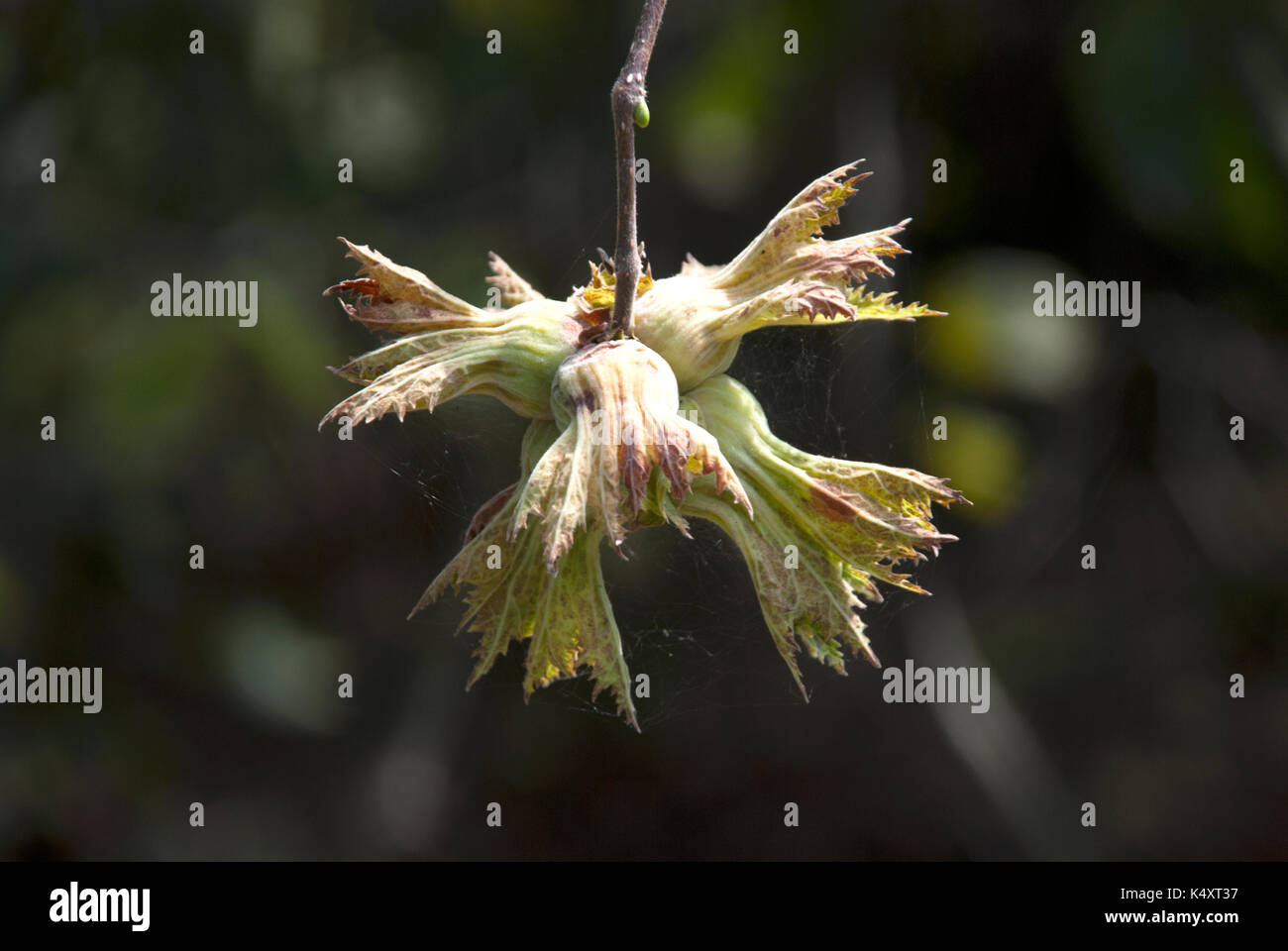 Findik agaci hi-res stock photography and images - Alamy