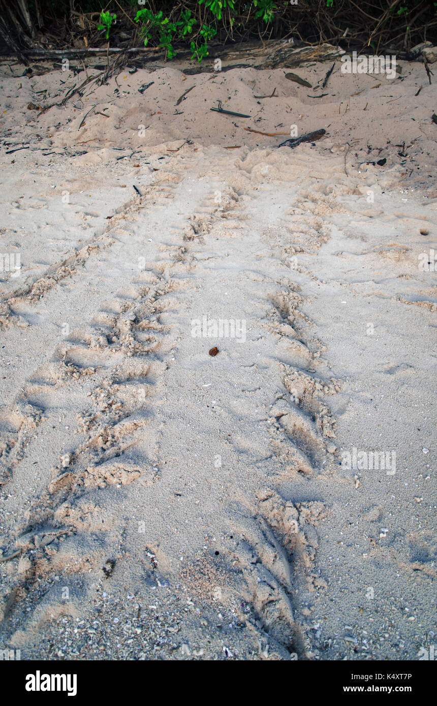 Selingan turtle island Stock Photo - Alamy