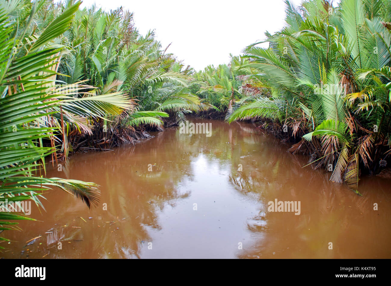 Sandakan river and rainforest Stock Photo - Alamy