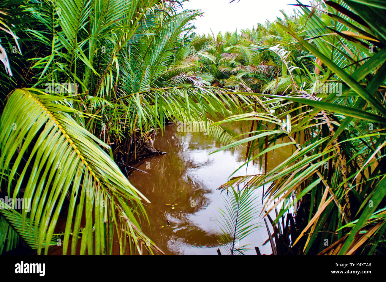 Sandakan river and rainforest Stock Photo - Alamy