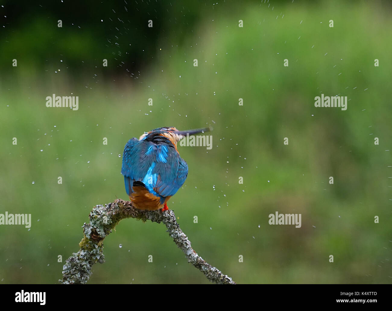Kingfisher with fish on perch back view hi-res stock photography and ...