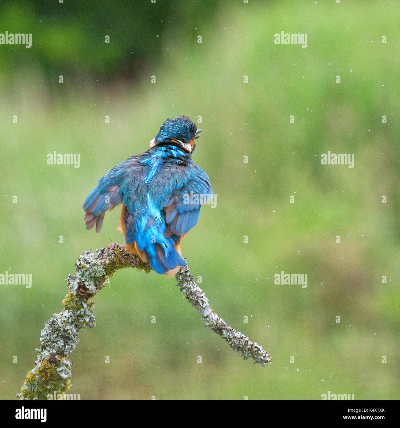 Kingfisher with fish on perch back view hi-res stock photography and ...