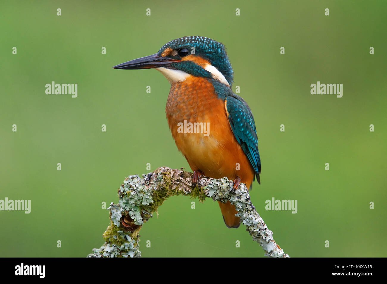 Kingfisher with fish on perch back view hi-res stock photography and ...
