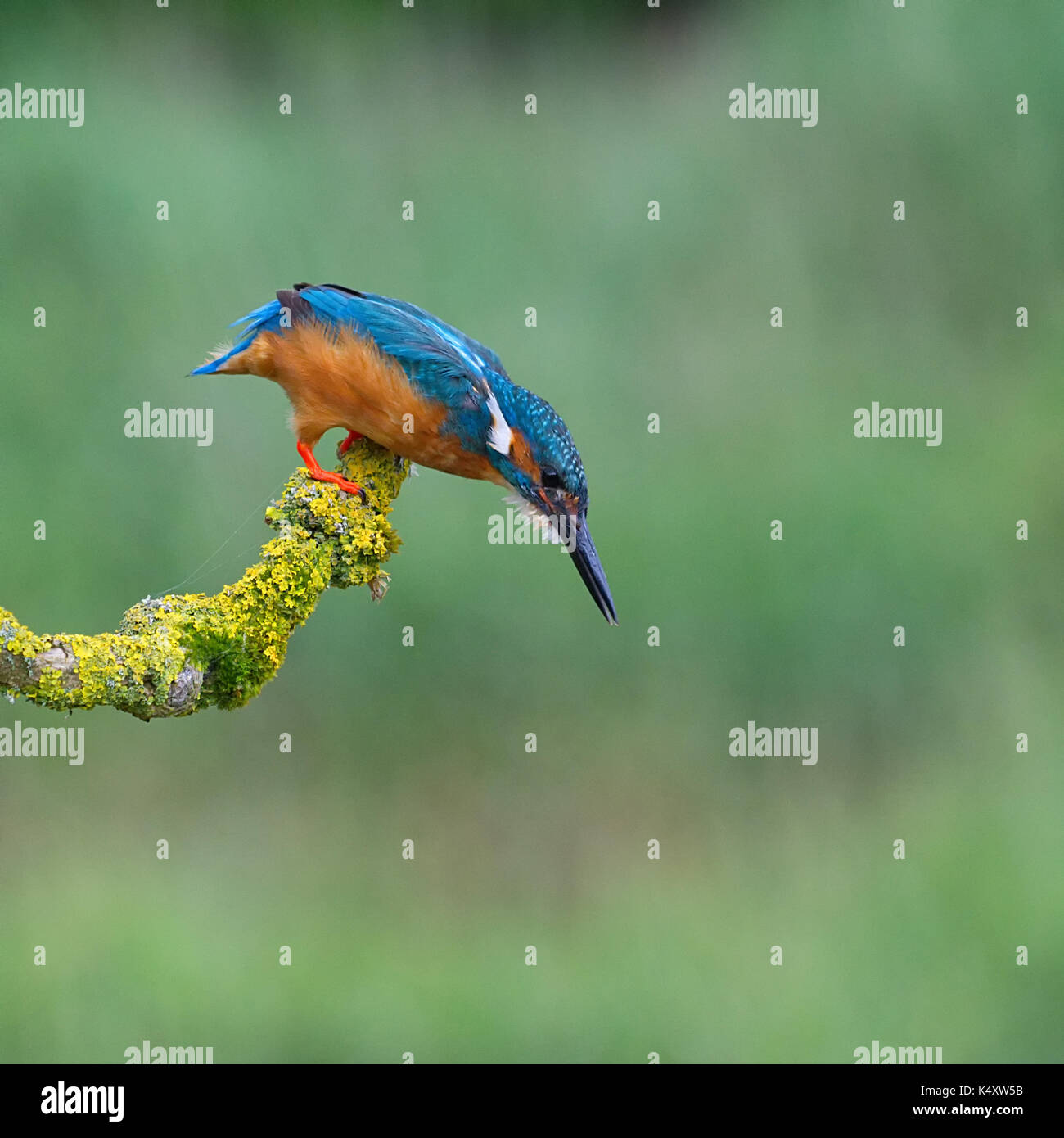 Kingfisher with fish on perch back view hi-res stock photography and ...