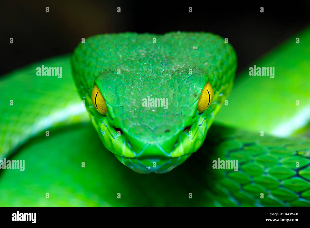 Snake head front hi-res stock photography and images - Alamy