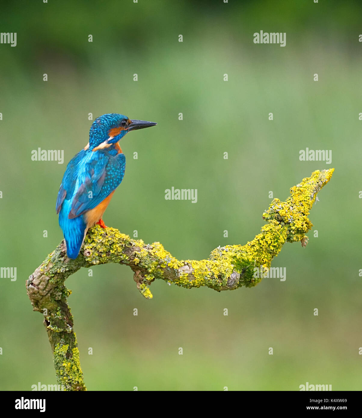 Kingfisher with fish on perch back view hi-res stock photography and ...